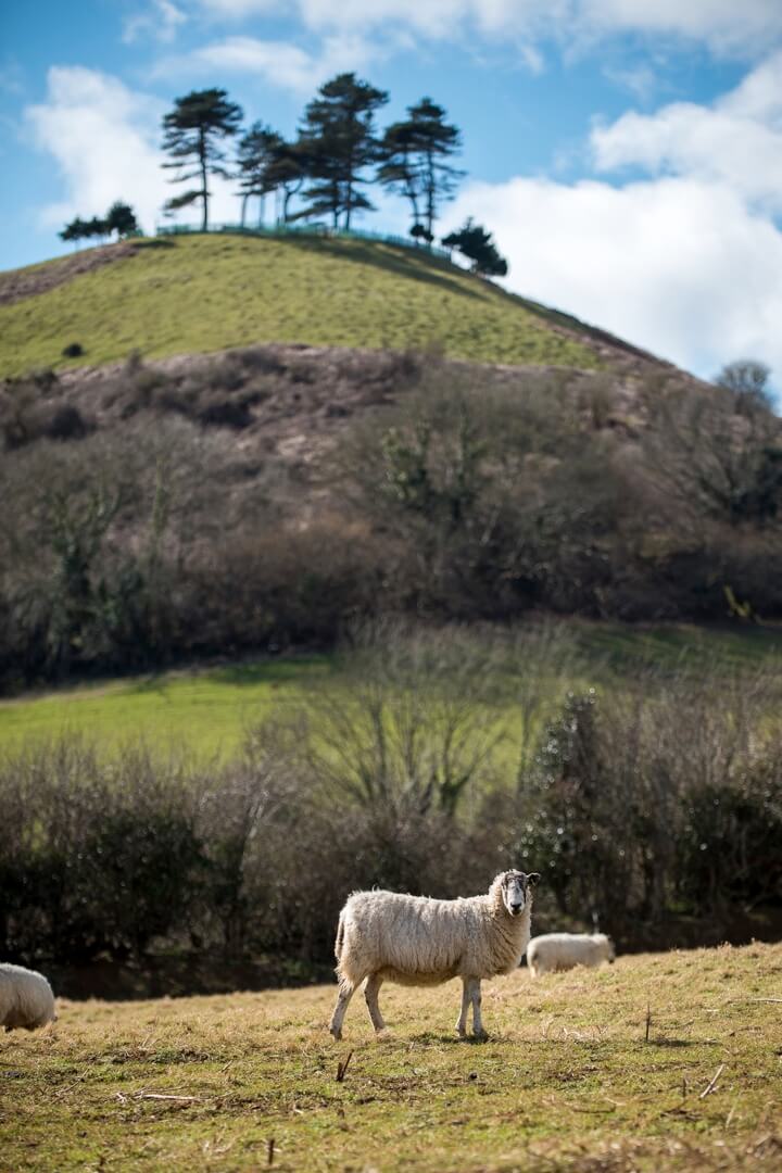 Discover Colmers Hill – A Dorset Walking Adventure